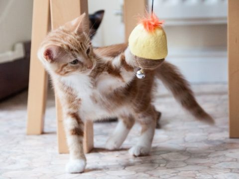 Kitten Behavior Problems - Southside Veterinary Clinic