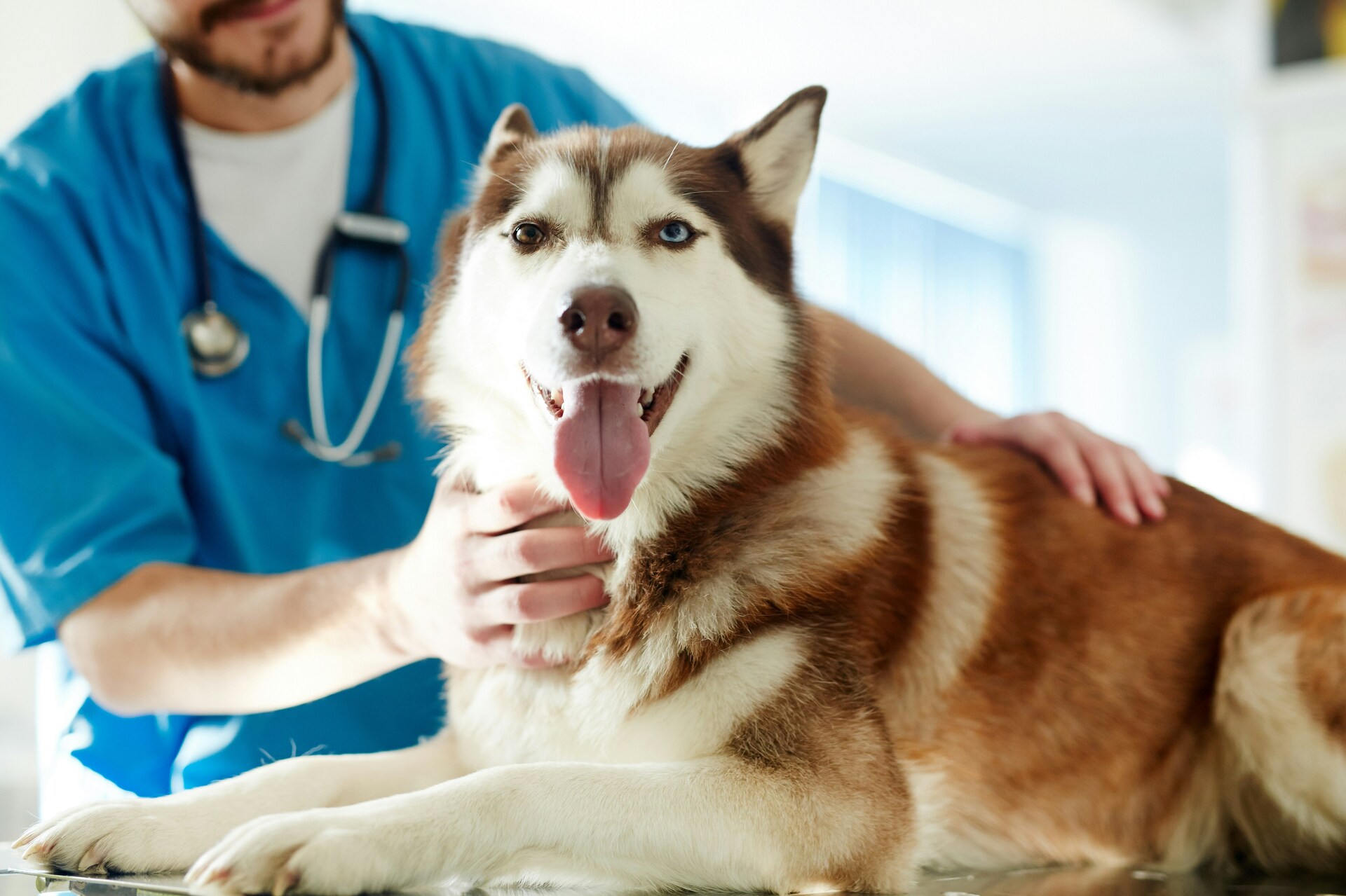 Pet Diagnostics in Bixby, OK 74008 - Southside Veterinary Clinic